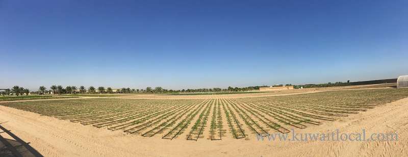 Yasmin Farms Al Wafra | Kuwait Local Business Directory