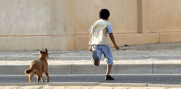 5,000 Reports Of Stray Dogs Have Been Received By The Ministry In Five ...