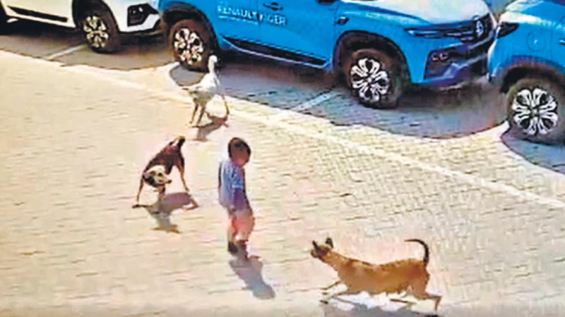 A Stray Dog Fatally Attacks A Child In Al-Masayel, Sparking Urgent ...