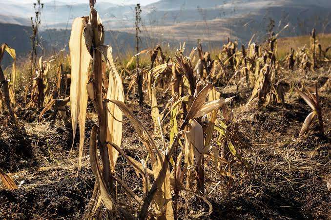 Drought Is A Threat To Food Security | Kuwait Local News