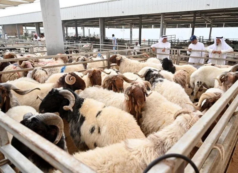 Eid Al-Adha Sheep Prices Surge Despite High Supply | Kuwait Local News