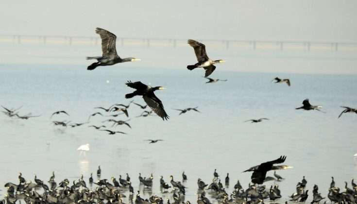 Falcons And Rare Birds Were Seized From A Smuggler In Salami | Kuwait ...