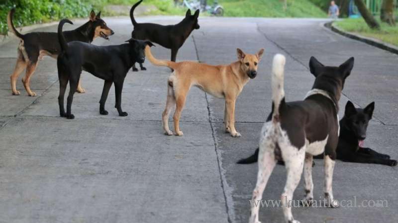 Increasing Phenomenon Of Stray Dogs On The Streets | Kuwait Local News