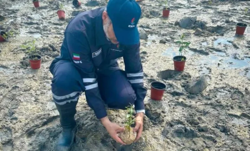 KNPC Plants 1,500 Mangroves To Support Green Efforts | Kuwait Local News