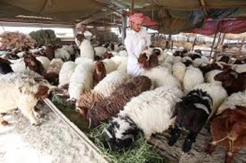 Kuwait Expects The Arrival Of 800 Naimi Sheep Ahead Of Eid Al-Adha ...