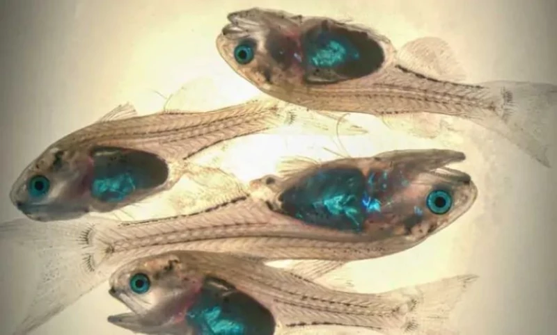 Kuwait Institute Cultivates Shim Fish In Closed Ponds For First Time ...