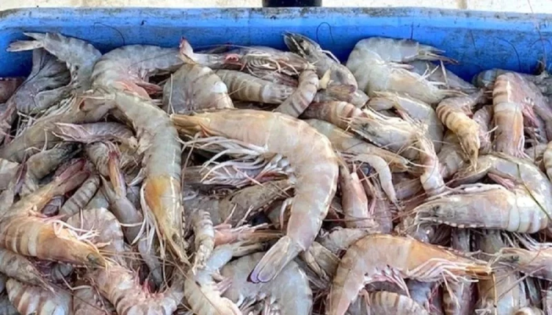 Kuwait Launches Shrimp Fishing Season In Economic Zone | Kuwait Local News