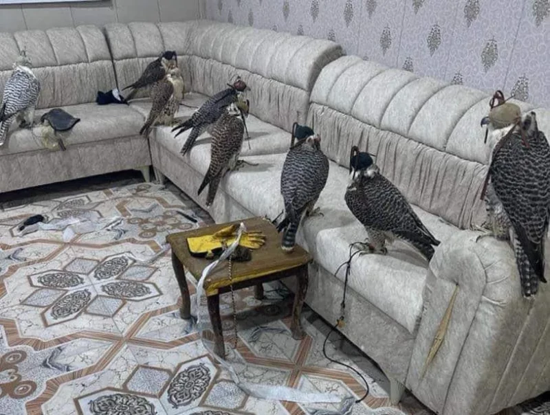 Kuwaiti Caught Smuggling Eight Falcons Into Iraq | Kuwait Local News