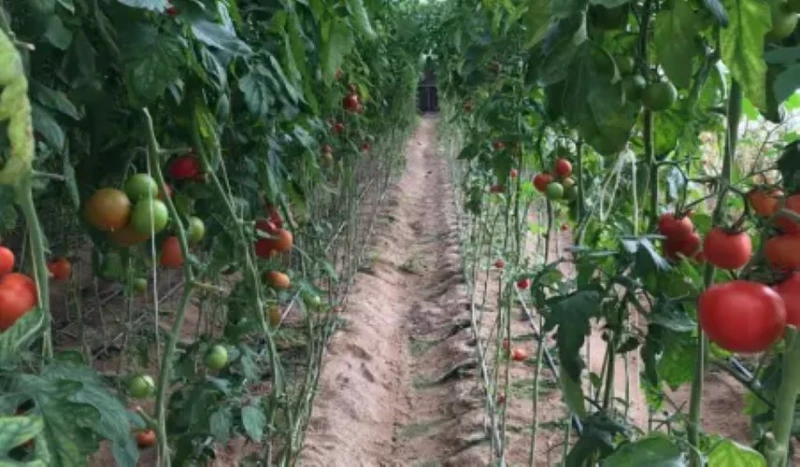 Kuwait's Food Security Depends On Local Products | Kuwait Local News