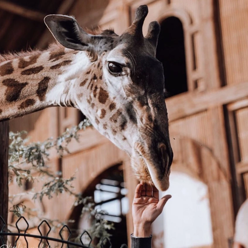 Little Jungle - A Must-Visit Place For Kids | Kuwait Local News