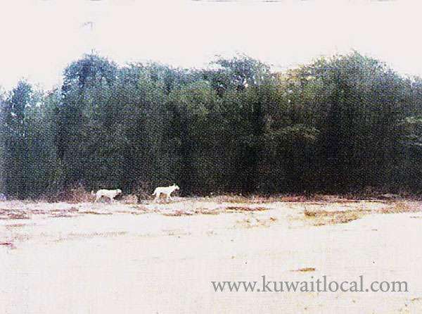 Muncipality Has To Plan For Stray Dogs Attack | Kuwait Local News