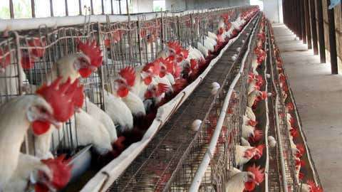 Paaafr Slaps Ban On Birds, Hatching Eggs, One-day-old Chicks, Broiler ...