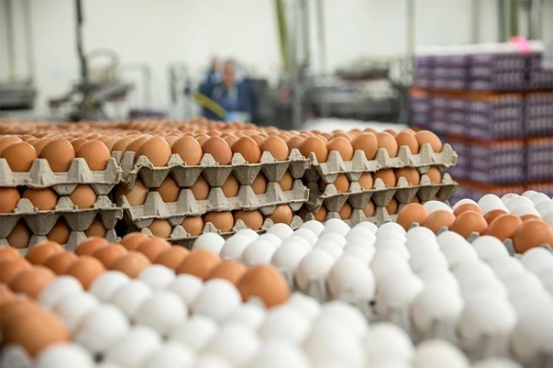 Recurring Egg Shortage Crisis In Kuwait | Kuwait Local News