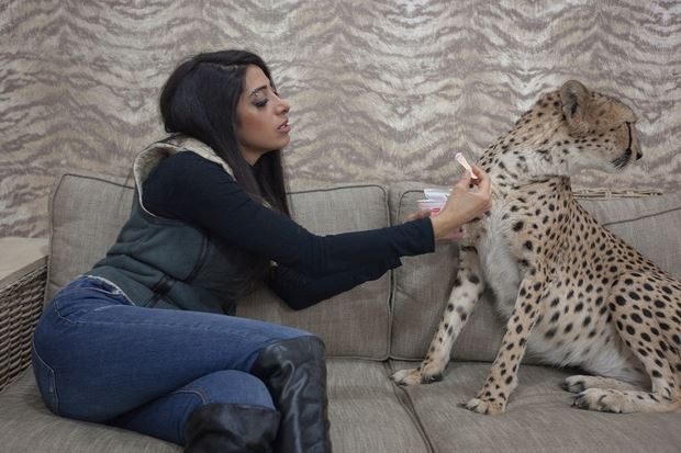 Meet The Kuwaitis Who Live With Their Pet Cheetahs | Kuwait Local News